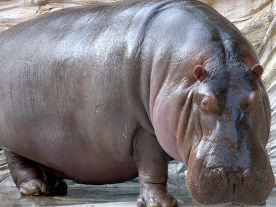 Lake Débo, Mali Tourist Information