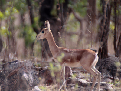 Chinkara Breeding Centre Kairu, Bhiwani, India Tourist Information