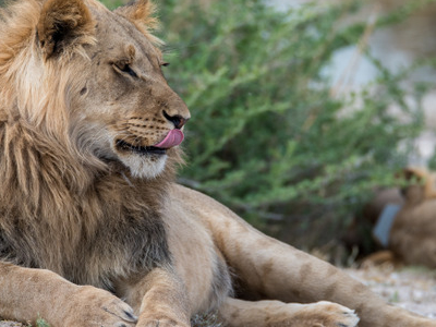 Khutse Game Reserve, Botswana Social Travel Network - Touristlink