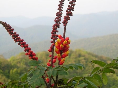 Anshi National Park, India Social Travel Network - Touristlink