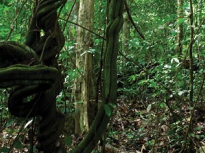 Bukit Gemok, Tawau, Malaysia Social Travel Network - Touristlink