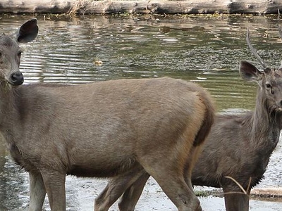 Chandoli National Park, India Social Travel Network - Touristlink