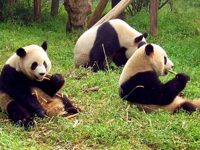 Sichuan Giant Panda Sanctuaries, China Tourist Information