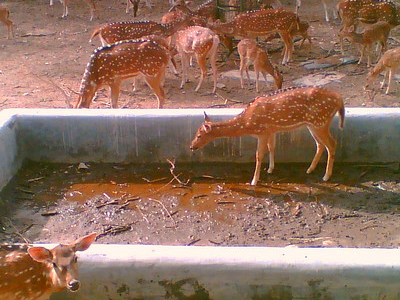 Deer Park, Ooty, India Tourist Information