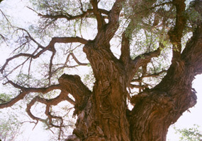 Fruita Mail Tree Trail Stop, United States Tourist Information