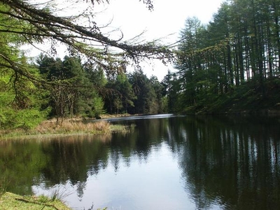 Grizedale Forest, England Tourist Information