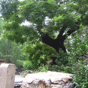 Guilty Chinese Scholartree, Beijing, China Tourist Information