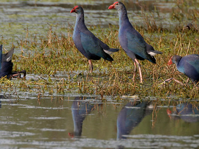 Bakhira Sanctuary, India Tourist Information