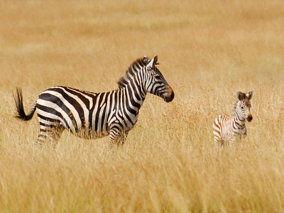 Mara Triangle, Kenya Tourist Information