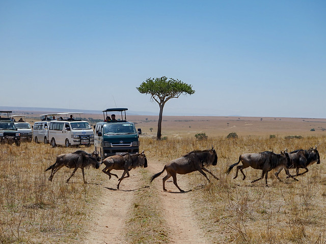 4 Days Luxury Safari Masai Mara From Madukha Tours And Safaris Ltd