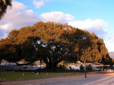 Moreton Bay Fig Tree, Santa Barbara, United States Tourist Information