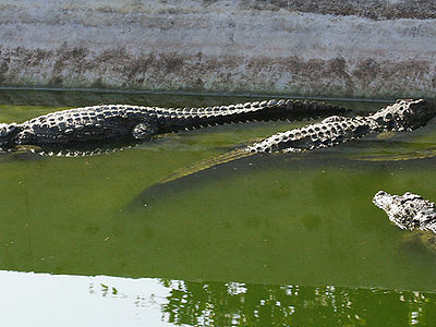 Neyyar Wildlife Sanctuary, Thiruvananthapuram, India Tourist Information