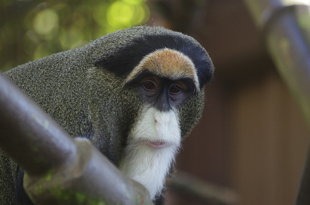 Oregon Zoo, Portland, United States Photos