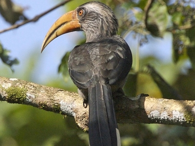 Thattekad Bird Sanctuary, Kochi, India Tourist Information