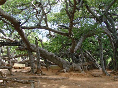 Pillalamarri, Mahbubnagar, India Tourist Information