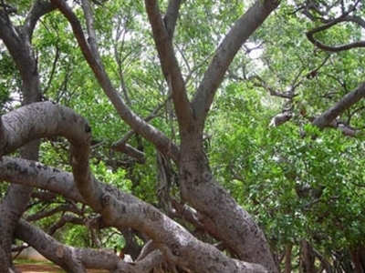 Pillalamarri, Mahbubnagar, India Tourist Information