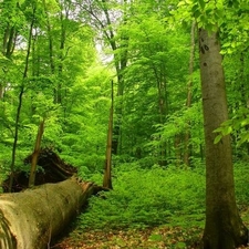 Carpathians Primeval Beech Forests, Slovakia Photos