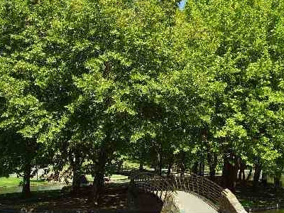Rymill Park, Adelaide, Australia Tourist Information