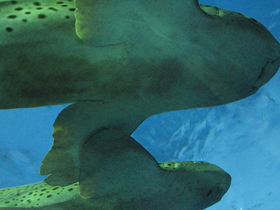 Siam Ocean World, Bangkok, Thailand Tourist Information