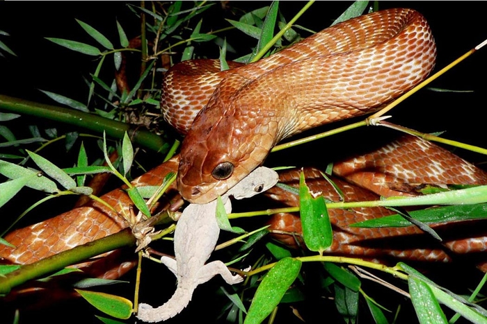 Karlapat Wildlife Sanctuary, India Photos