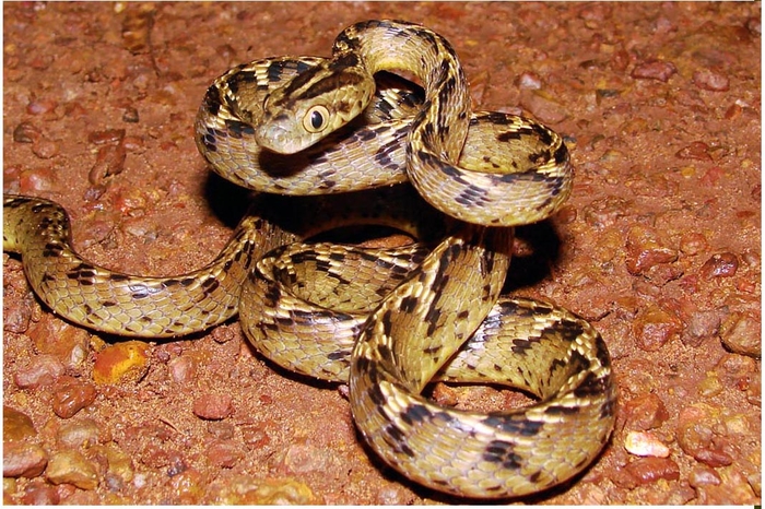 Karlapat Wildlife Sanctuary, India Photos