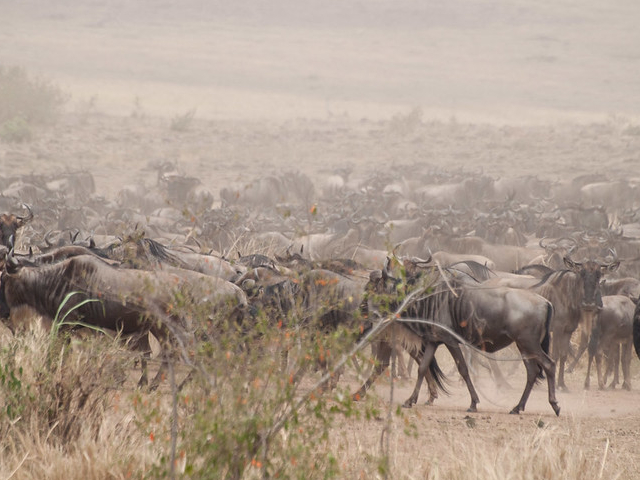 3 Days Maasai Mara Group Joining Safari From Trailfinders Africa Safaris