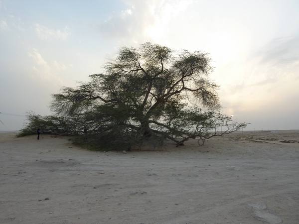 Tree Of Life, Bahrain Tourist Information
