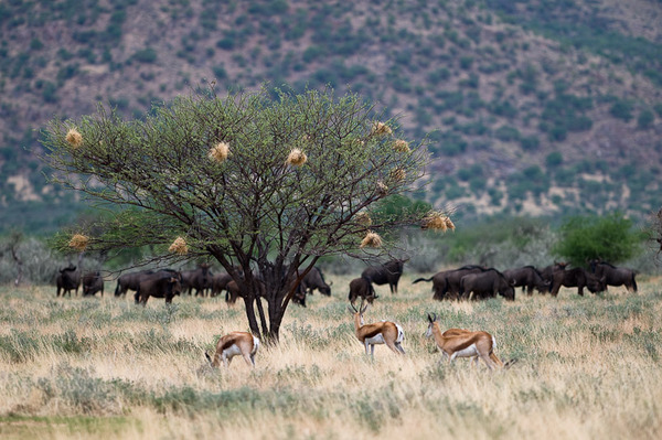 Erindi Private Game Reserve, Namibia Tourist Information