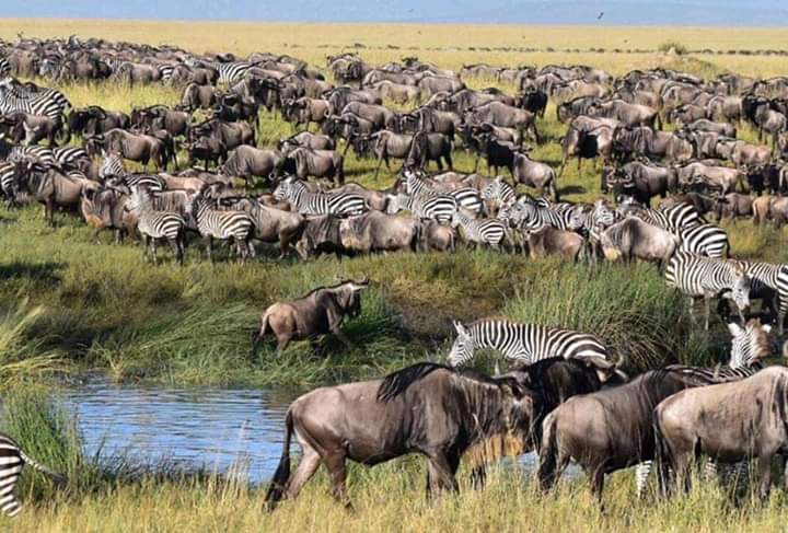 Moshi Cultural Tours & Safari, Moshi, Tanzania Tourist Information