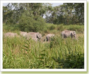 Baghmara Reserve Forest, India Tourist Information