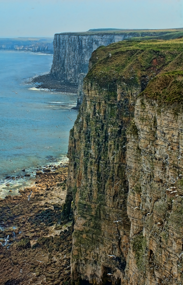 Bempton Cliffs, England Tourist Information