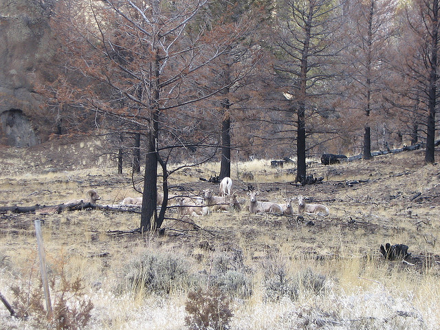 Buffalo Fork Trail, United States Tourist Information