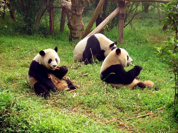 Sichuan Giant Panda Sanctuaries, China Tourist Information