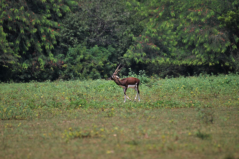 Guindy National Park, Chennai, India Social Travel Network - Touristlink