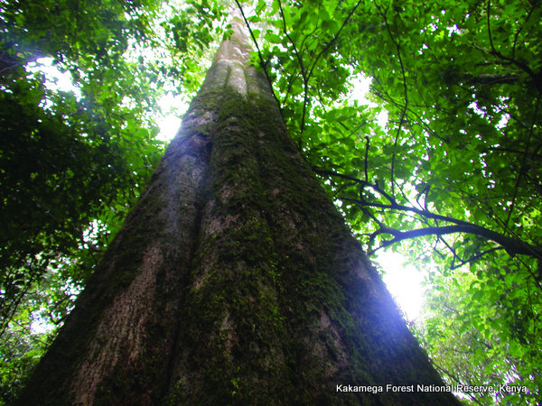 Kakamega Forest National Reserve, Kenya Tourist Information