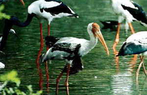 Kanwar Lake, India Tourist Information