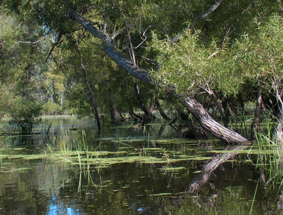 Looking Glass River, United States Tourist Information