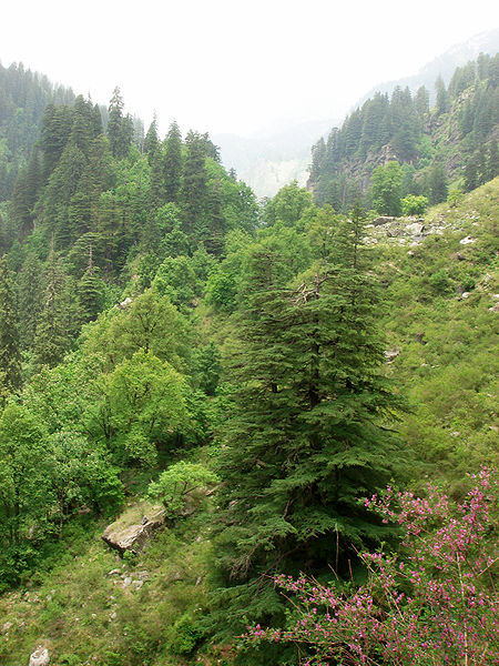 Manali Wildlife Sanctuary, Manali, India Tourist Information