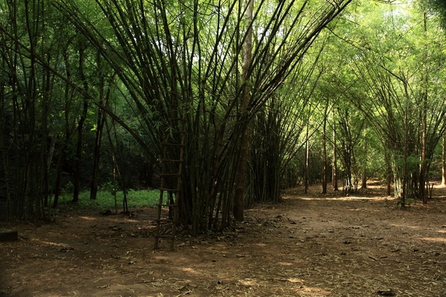 Maredumilli Forest, India Tourist Information