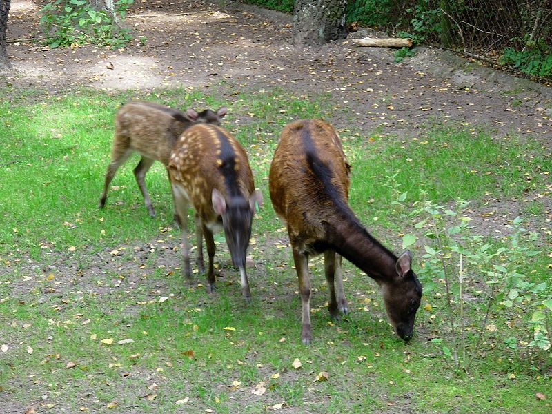 Middle Button Island National Park, India Social Travel Network ...