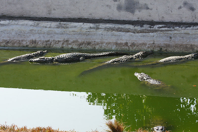 Neyyar Wildlife Sanctuary, Thiruvananthapuram, India Tourist Information