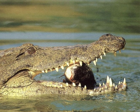 Papikonda Wildlife Sanctuary, India Tourist Information