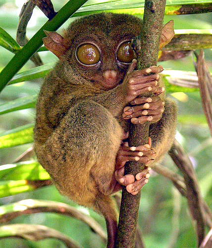 Philippine Tarsier & Wildlife Sanctuary, Bohol, Philippines Tourist ...