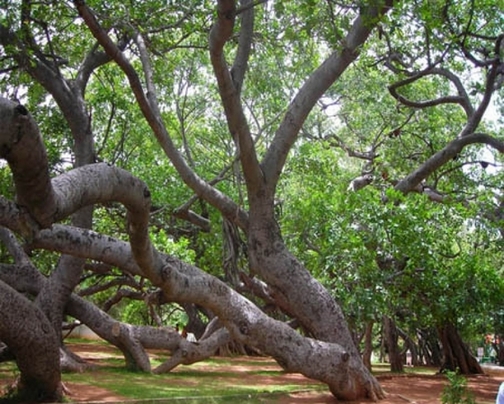 Pillalamarri, Mahbubnagar, India Tourist Information