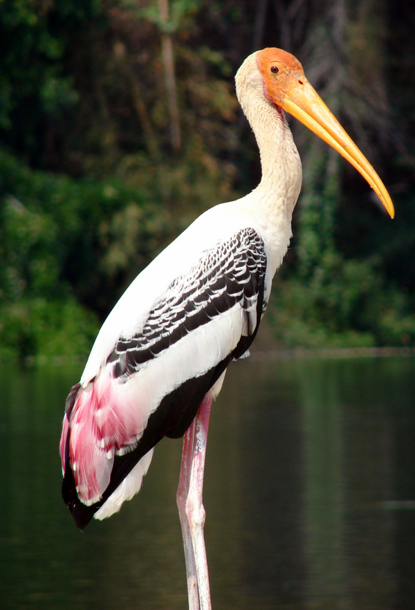 Ranganthittu Bird Sanctuary, India Tourist Information