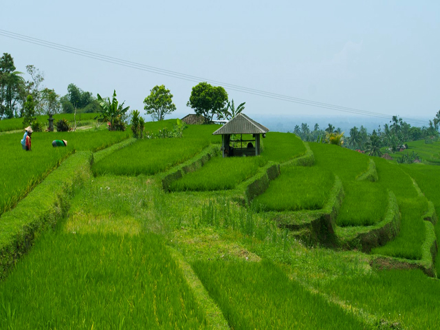 Jatiluwih Rice Fields, Tabanan, Indonesia Tourist Information