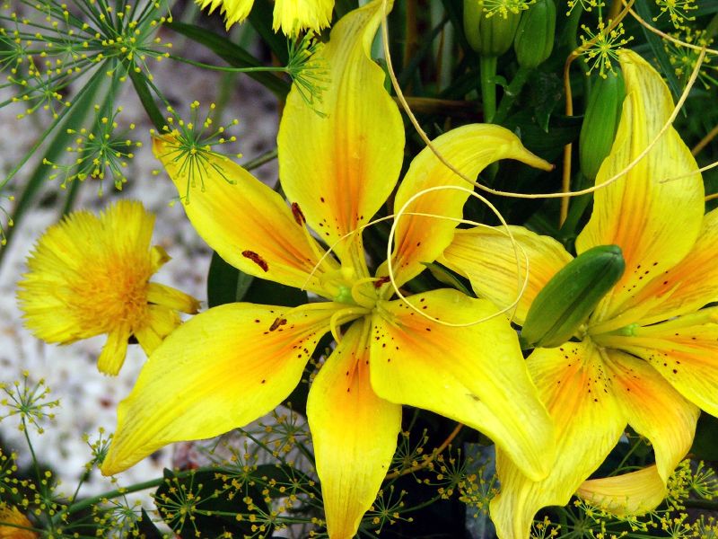 Rose Garden, Chandigarh, India Tourist Information