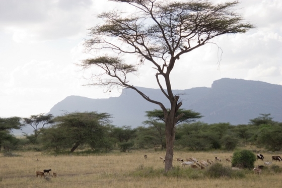 Shaba National Reserve, Kenya Tourist Information