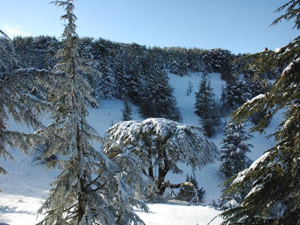 Shouf Cedar Reserve, Lebanon Tourist Information