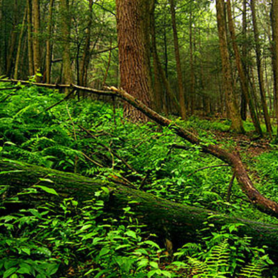 Stokes State Forest, Branchville, United States Tourist Information